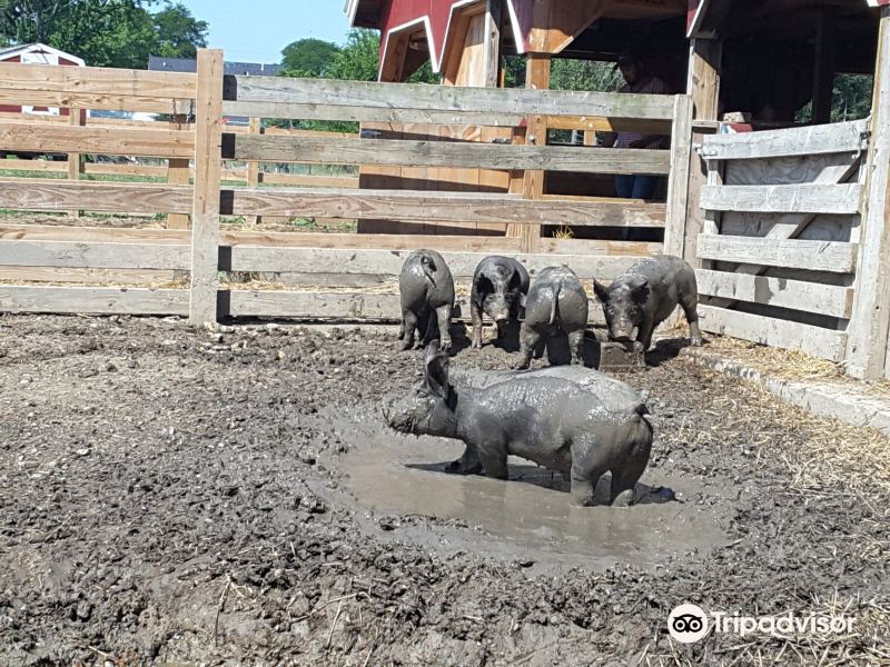 2023Historic Wagner Farm-旅游攻略-门票-地址-问答-游记点评，Glenview旅游旅游景点推荐-去哪儿攻略