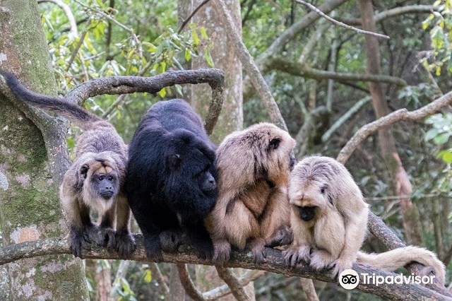 2023Monkeyland Primate Sanctuary门票,Greater Plettenberg BayMonkeyland ...