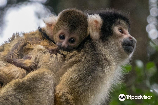 2023Monkeyland Primate Sanctuary门票,Greater Plettenberg BayMonkeyland ...