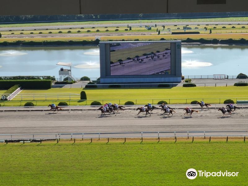 2024京都竞马场-旅游攻略-门票-地址-问答-游记点评，京都旅游旅游景点推荐-去哪儿攻略